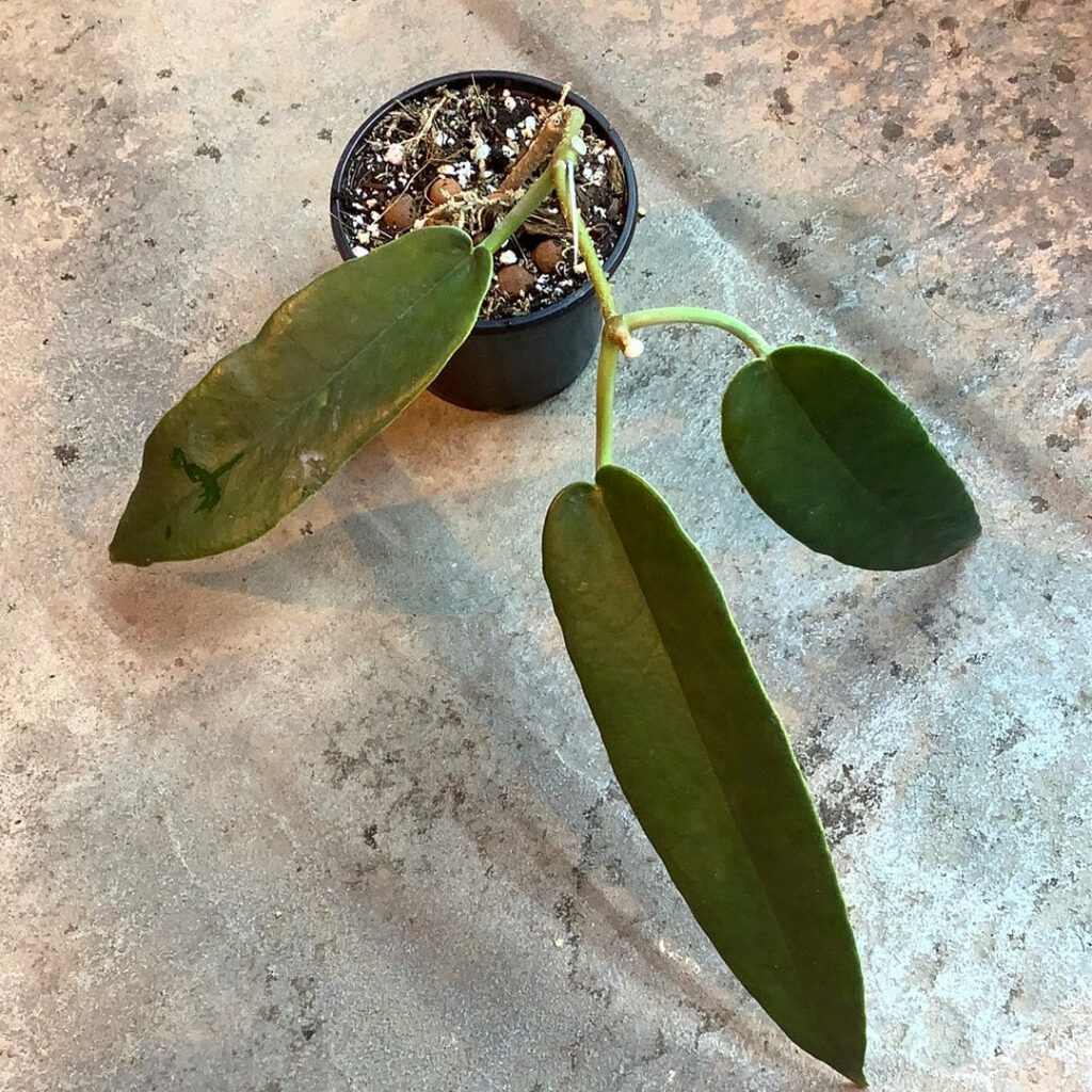 Buy Hoya archboldiana (Pink Flower) - 1" Pot | Greenboog's Hoya
