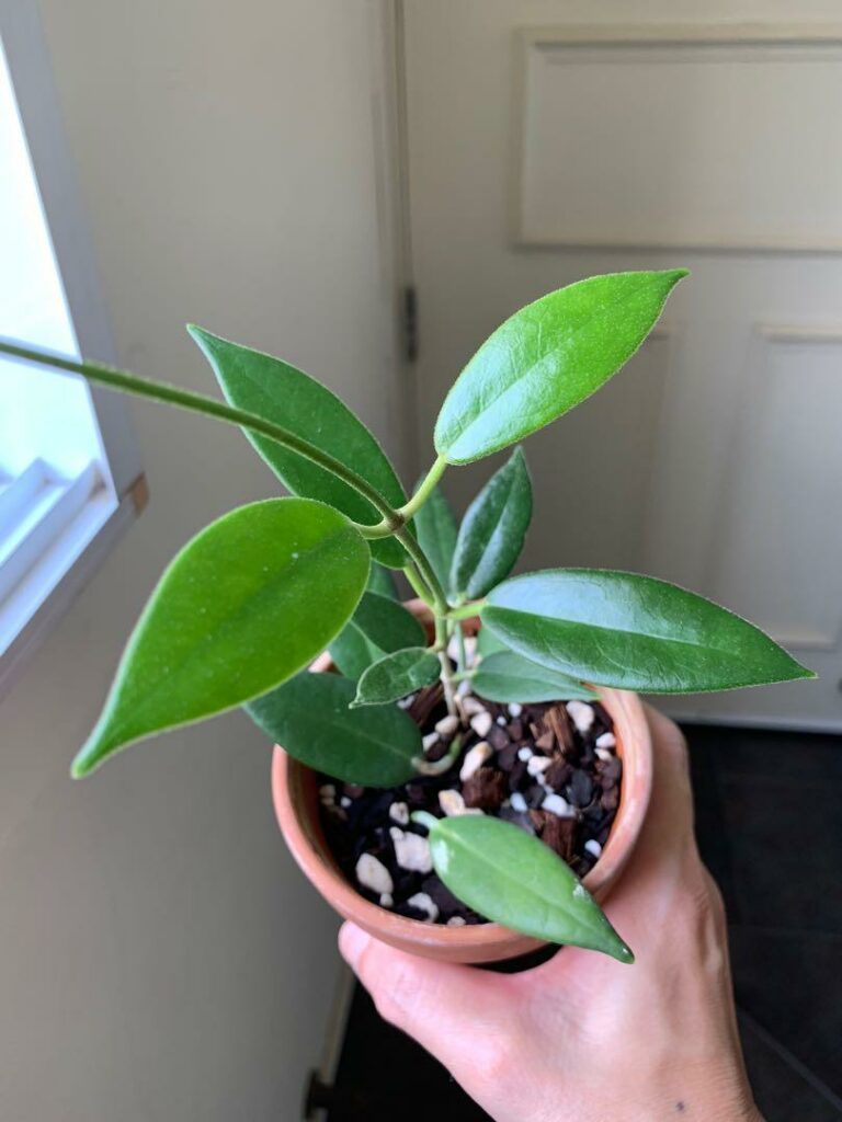 Spectacular Hoya Affinis | 4" Pot | Greenboog