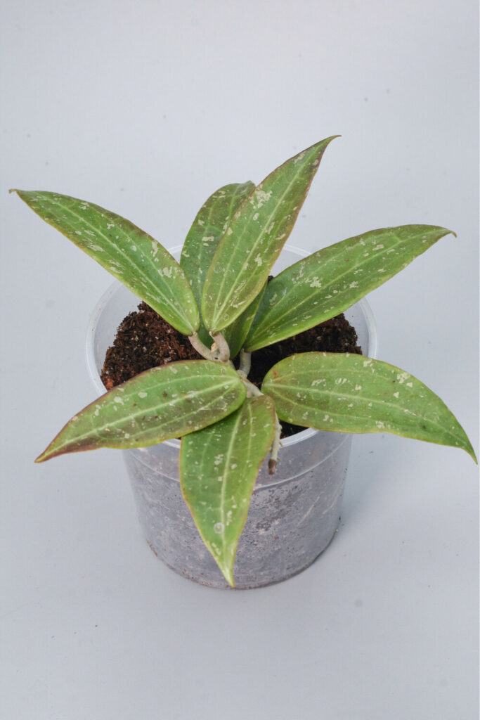 Unique Hoya Malaysia Splash | 4" Pot | Greenboog