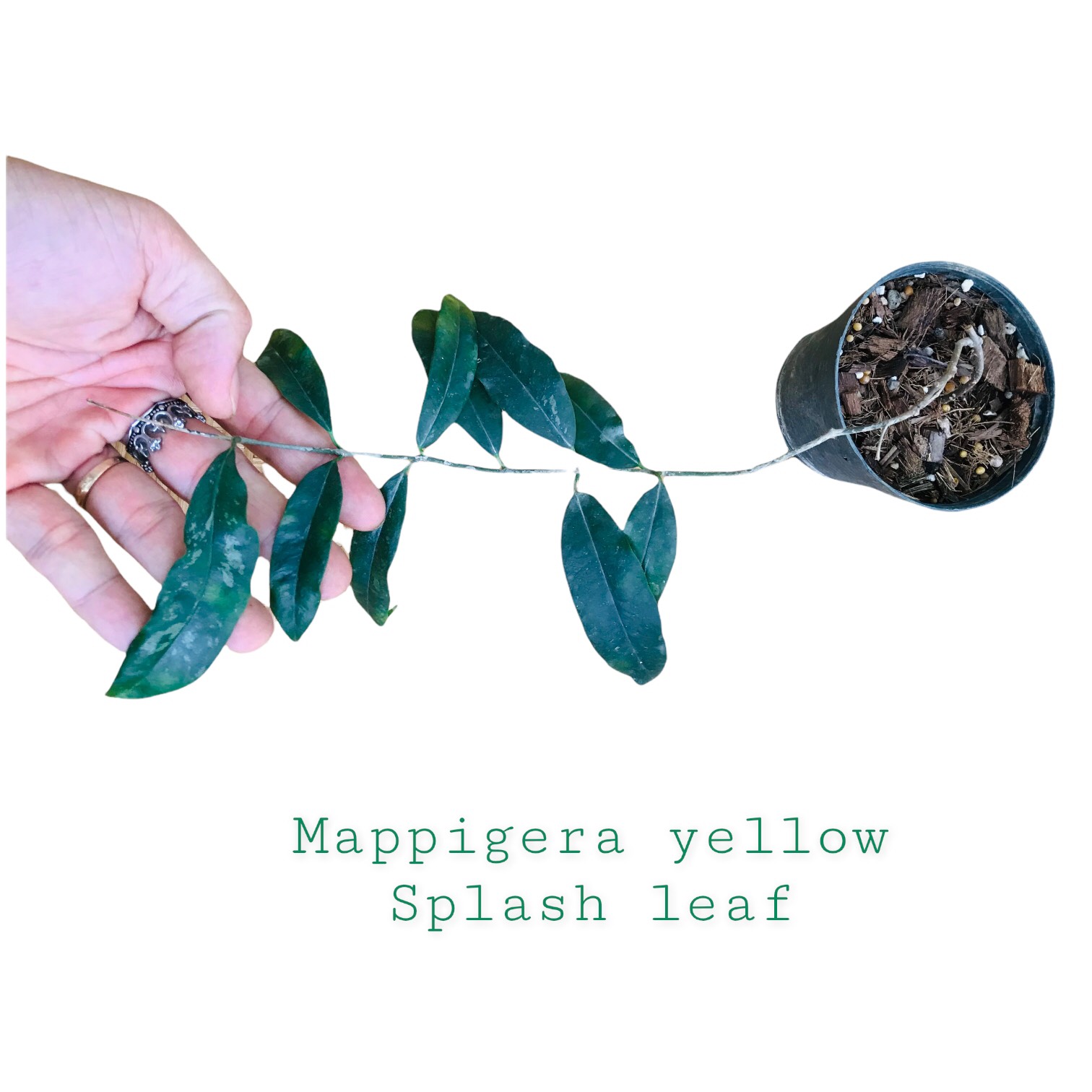 Effortless Elegance: Hoya Mappigera Splash Plant | Buy Now