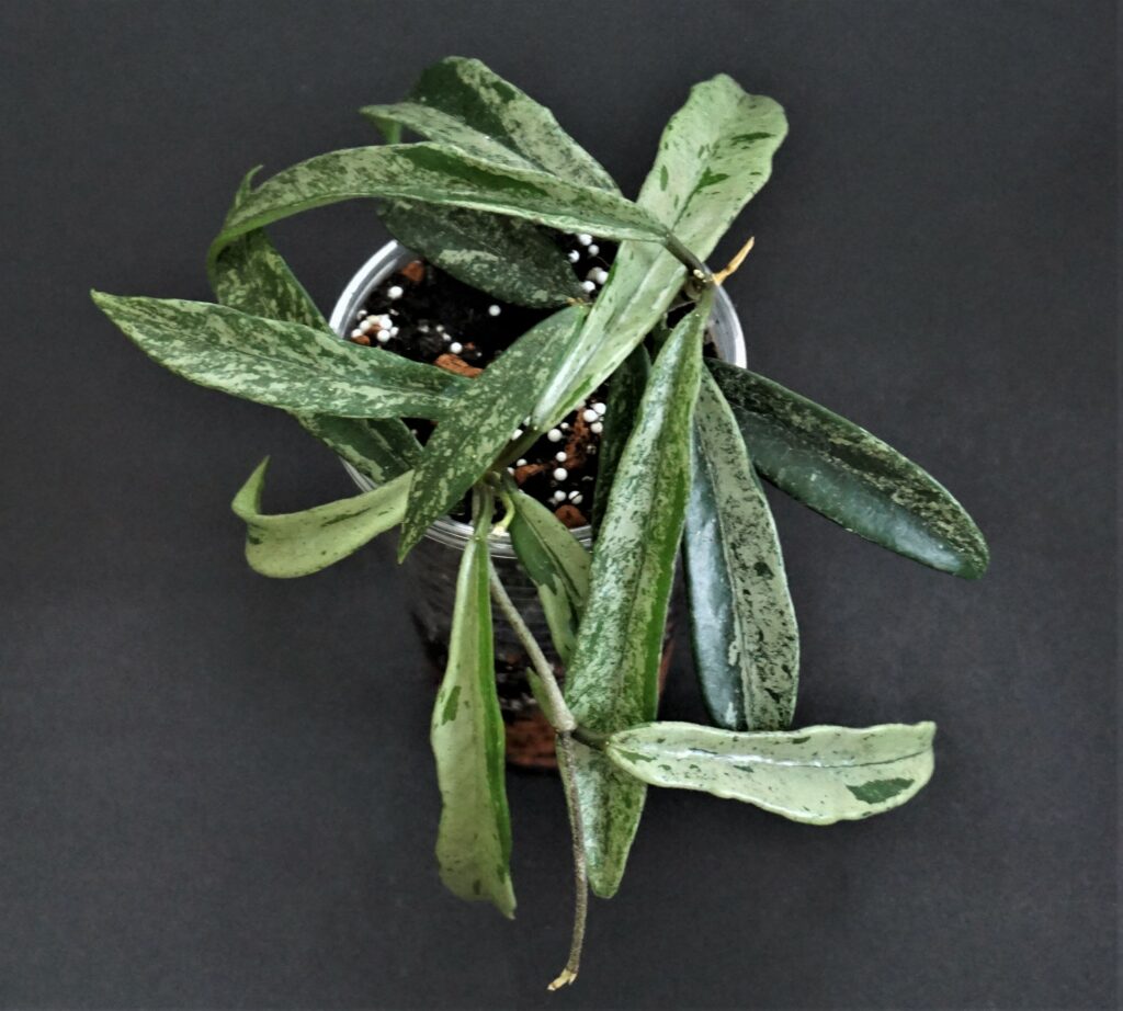 Whimsical Hoya Minibelle Splash | 4" Pot | Greenboog