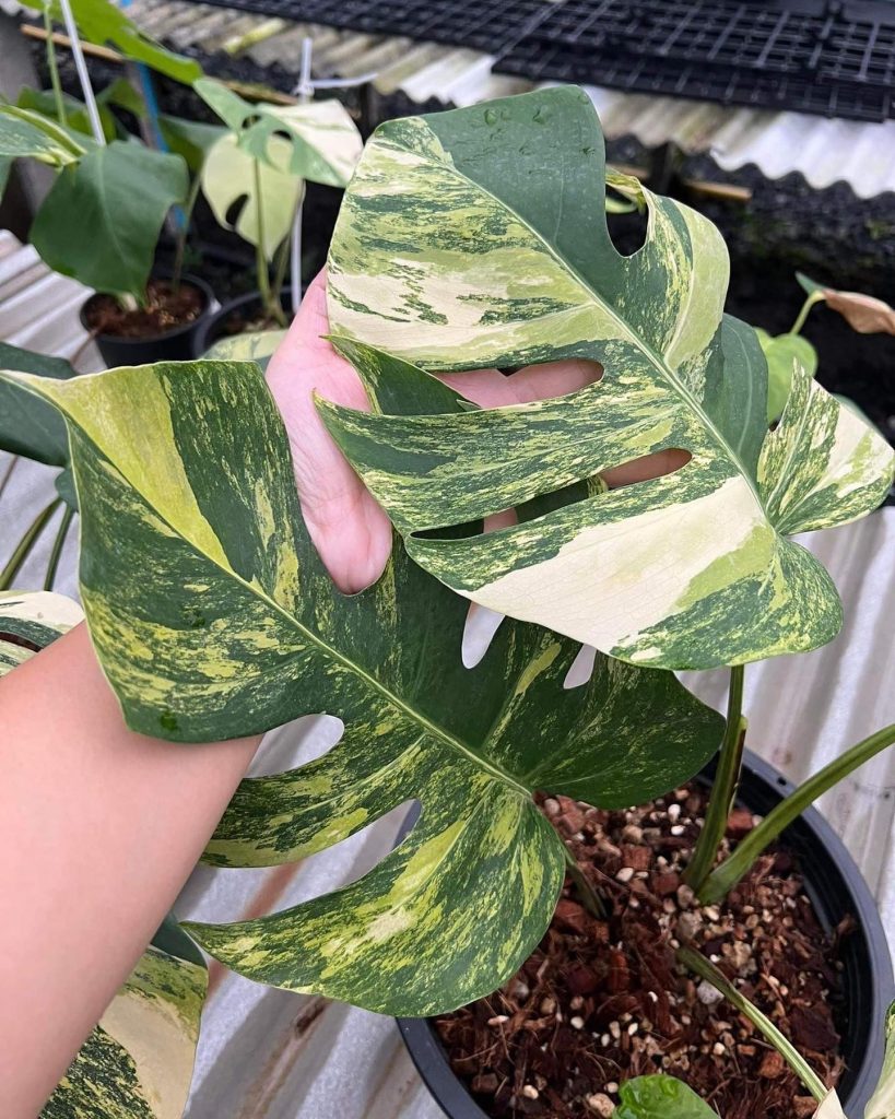 Monstera Aurea Marmorata Tricolor (3-4 Leaves) | Rare Monstera