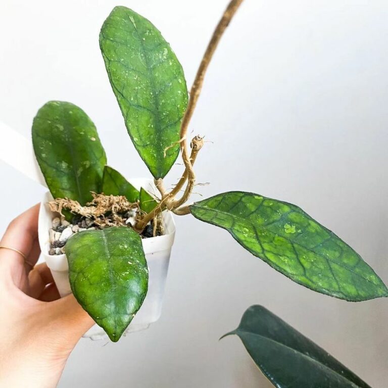 Rare Hoya Trang spp. (Finlaysonii Splash) | 4" Pot | Greenboog