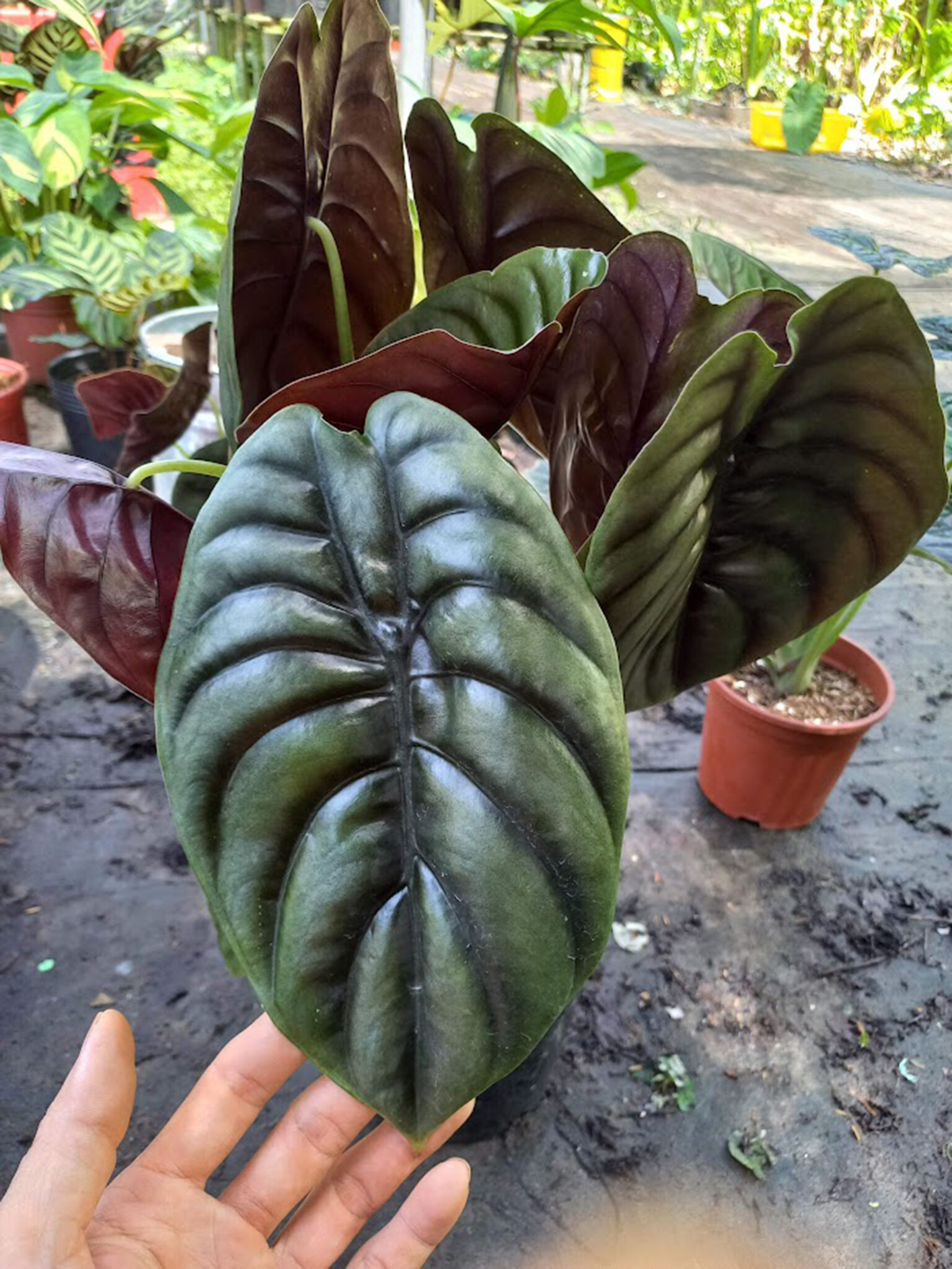 Top 3 Care Tips for Alocasia Cuprea Red Secret – Your Must-Have Plant!