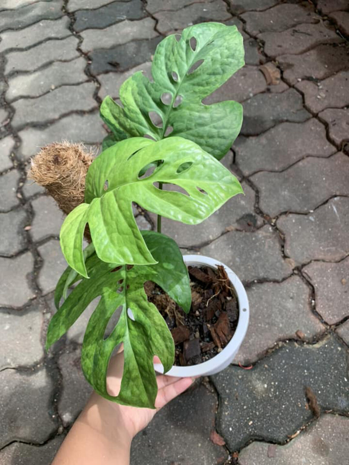 Amydrium medium Spider (5" Pot) | Rare Aroid | Greenboog