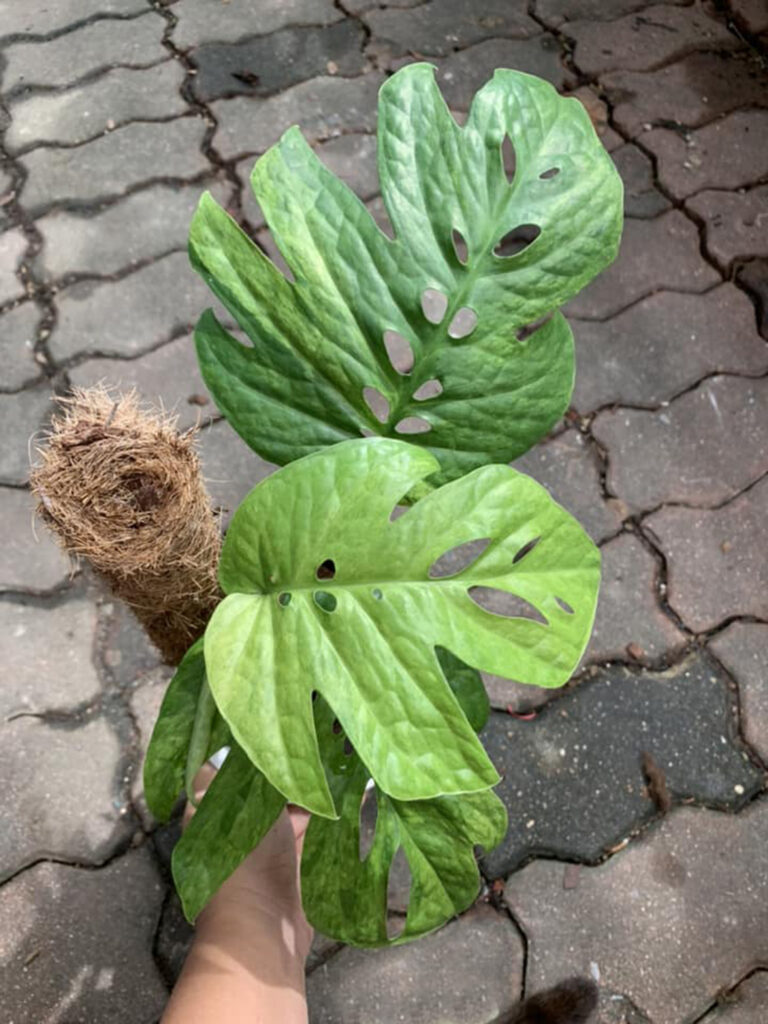 Amydrium medium Spider (5" Pot) | Rare Aroid | Greenboog