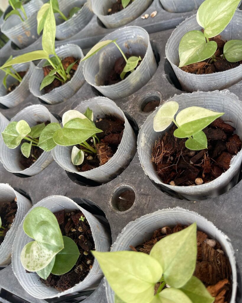 10 x Anthurium Renaissance Variegated 4" Pots | Rare Anthurium