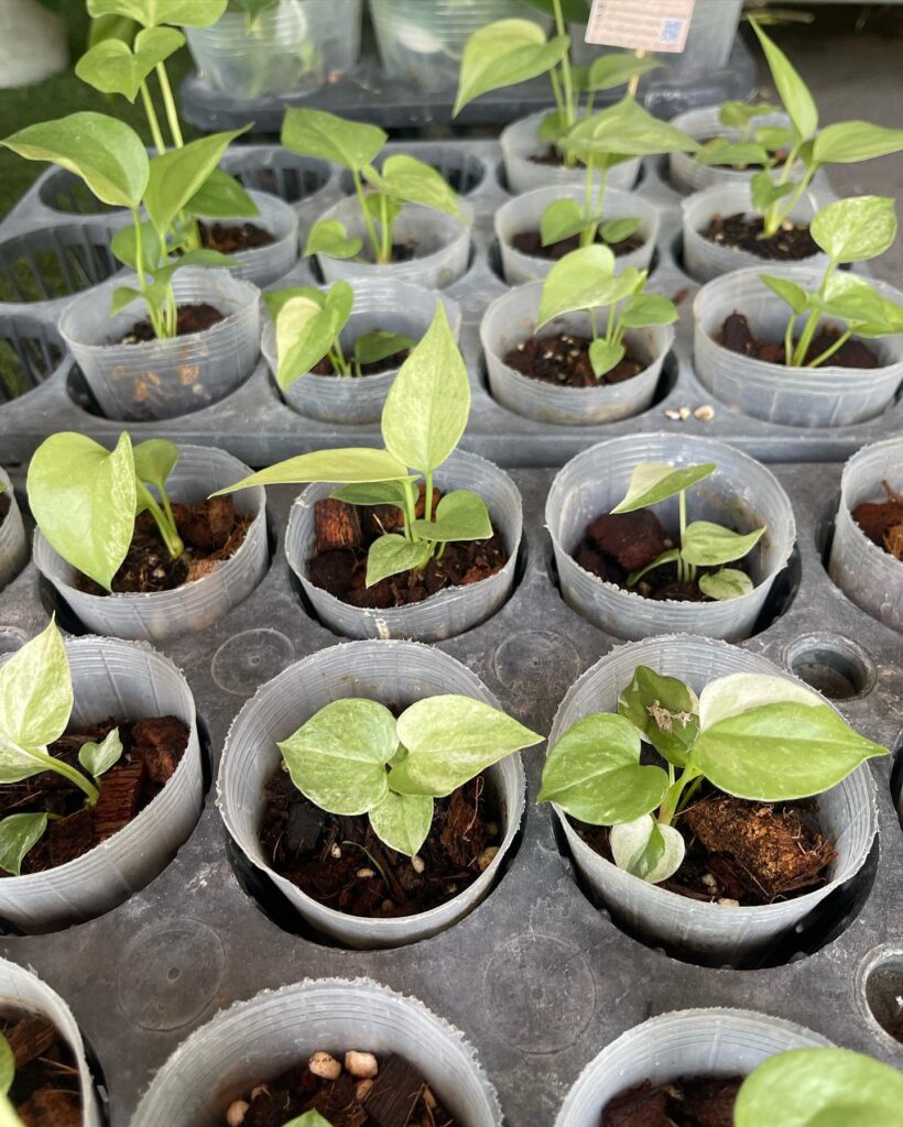 10 x Anthurium Renaissance Variegated 4" Pots | Rare Anthurium