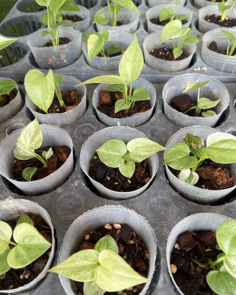 10 x Anthurium Renaissance Variegated 4" Pots | Rare Anthurium