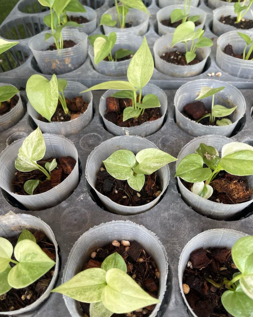 Anthurium Plants for Sale | Rare & Colorful Varieties | Greenboog