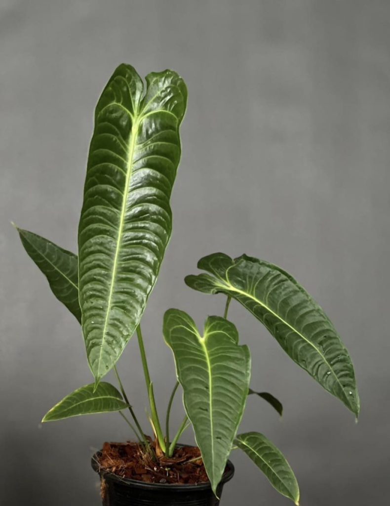 Discover Anthurium Veitchii King – A Rare Jewel for Plant Enthusiasts!