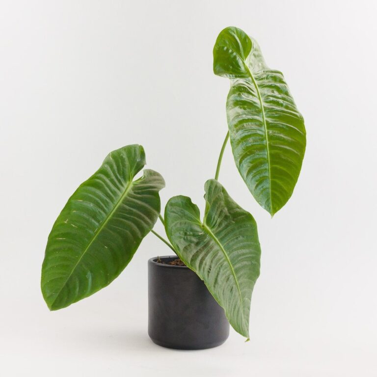 Rare Anthurium Renaissance Variegated: A Collector's Gem
