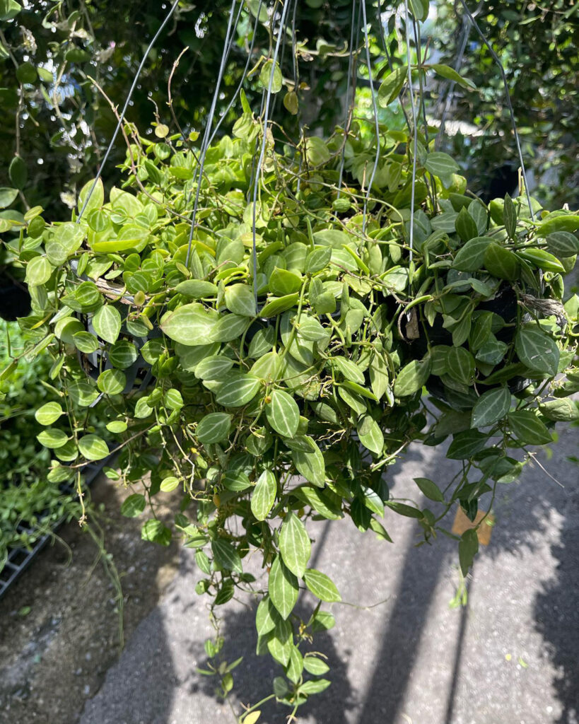 Dischidia Ovata (Watermelon Dischidia) full Pot | Rare Plant | Greenboog