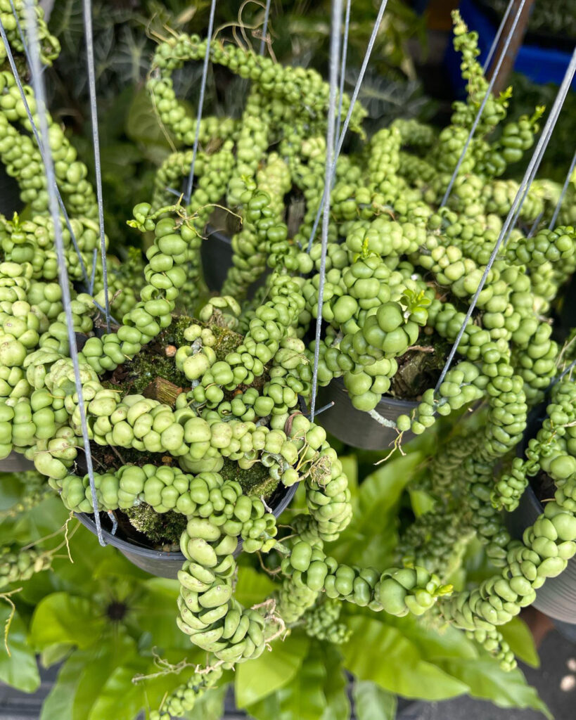 Dischidia Nummularia 'Ideaminubu' (Dragon Jade) 4" | Rare Epiphytic Plant