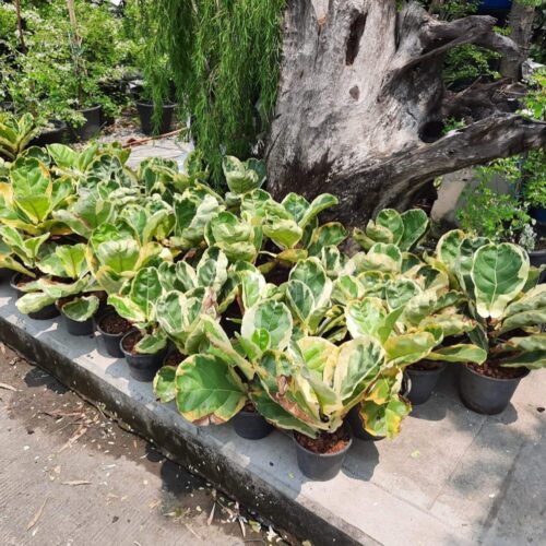 Wholesale Ficus Lyrata Variegata (10 Plants, 5" Pots) | Greenboog