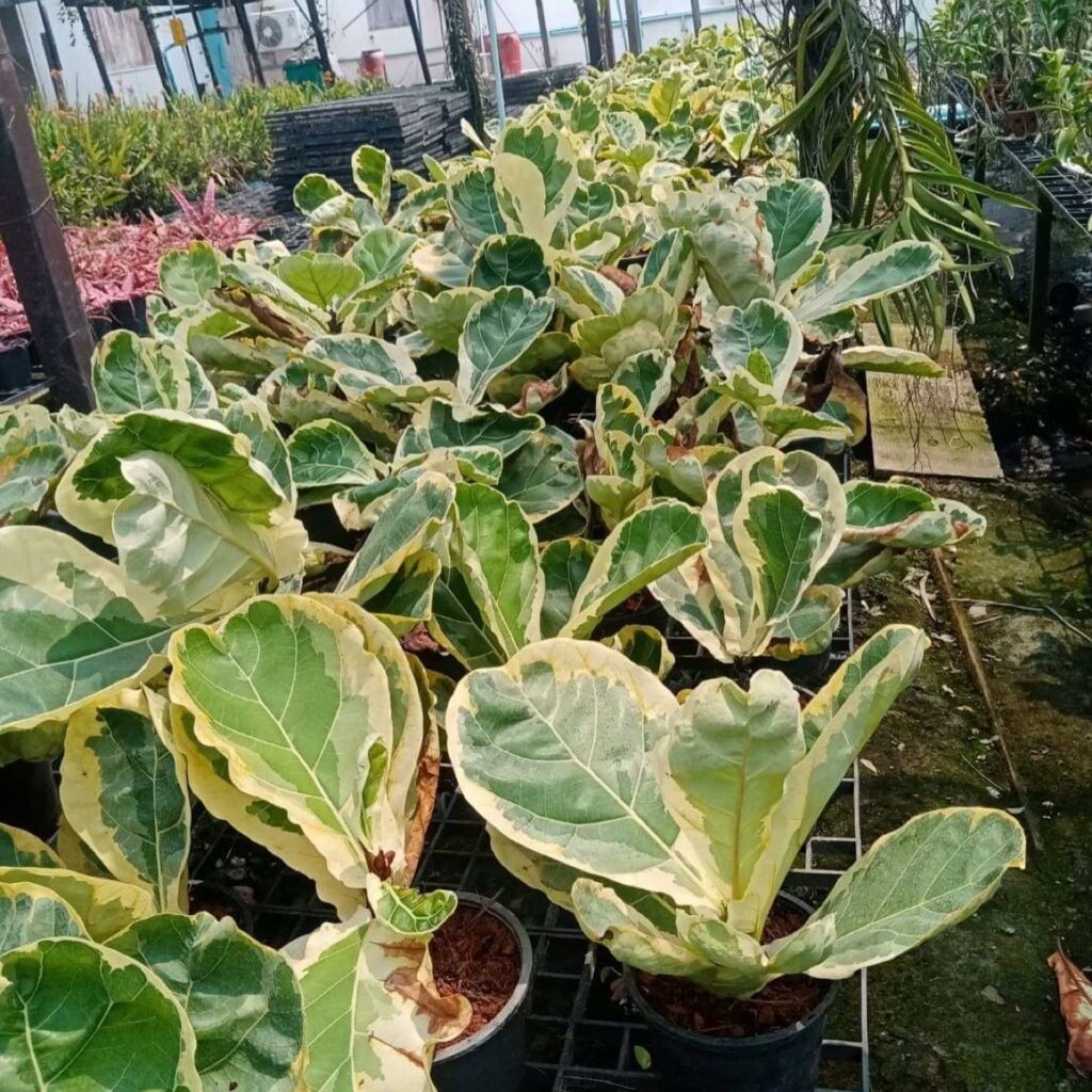 Wholesale Ficus Lyrata Variegata (10 Plants, 5" Pots) | Greenboog