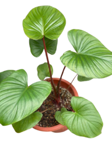 How to Grow Homalomena Rubescens Red Stem in 5 Easy Steps