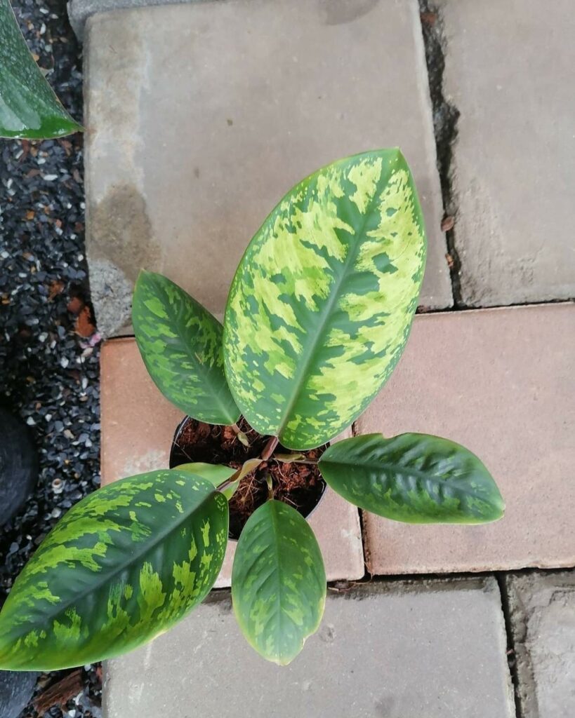 Homalomena Wallisii (Camouflage) 6" | Rare Homalomena | Greenboog