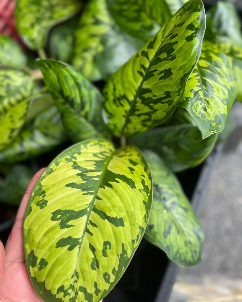 Discover 5 Stunning Homalomena Varieties for Your Home