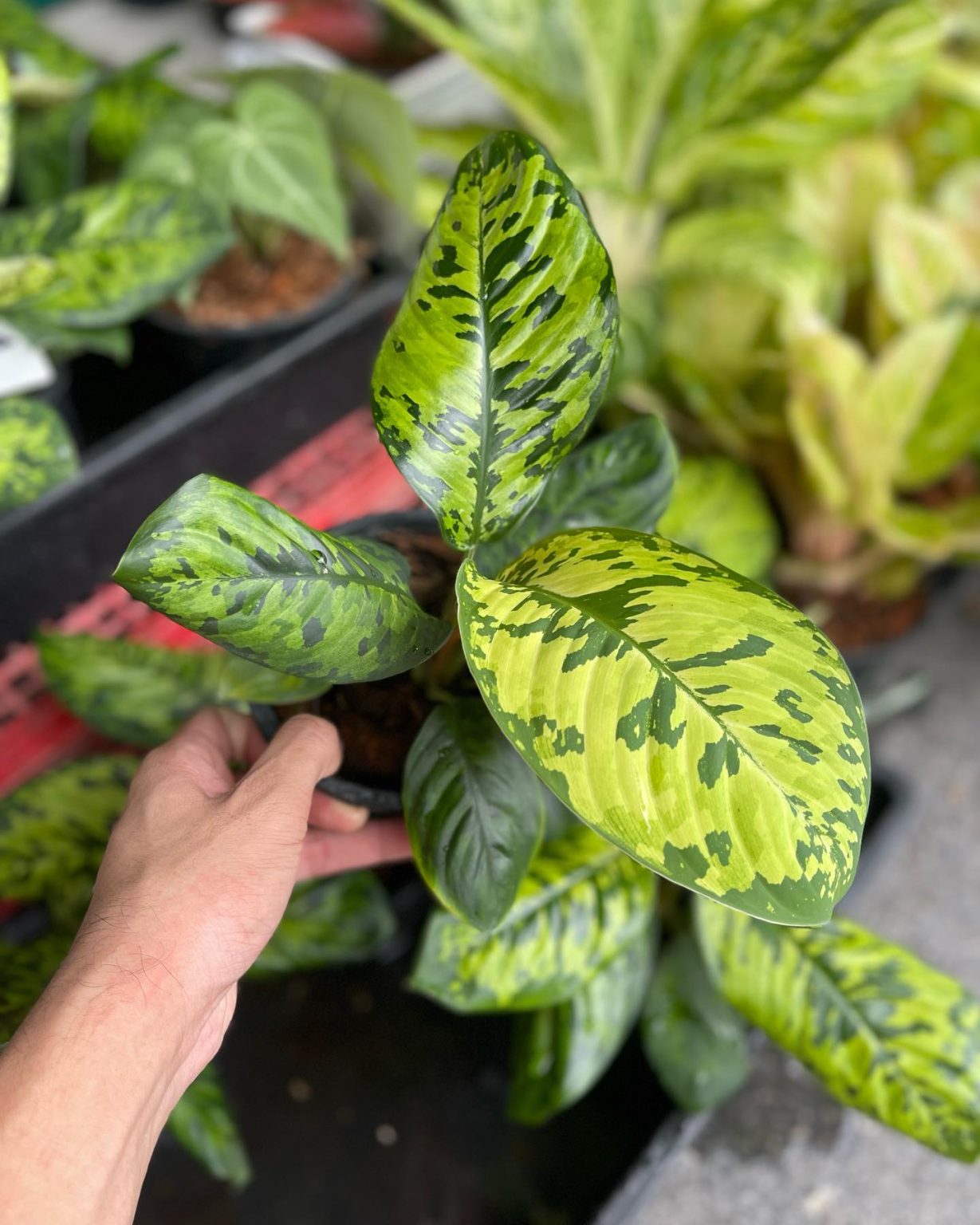 Unlocking the Secret to Thriving Homalomena: Watering Tips