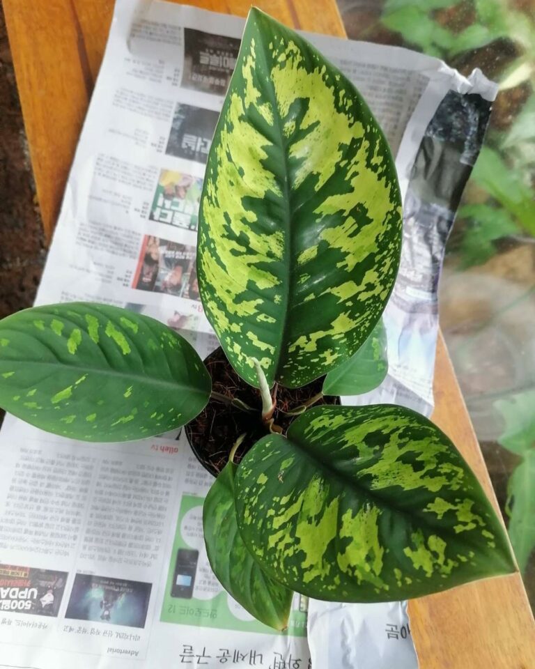 5 Secrets to Thriving Homalomena Wallisii Plants!