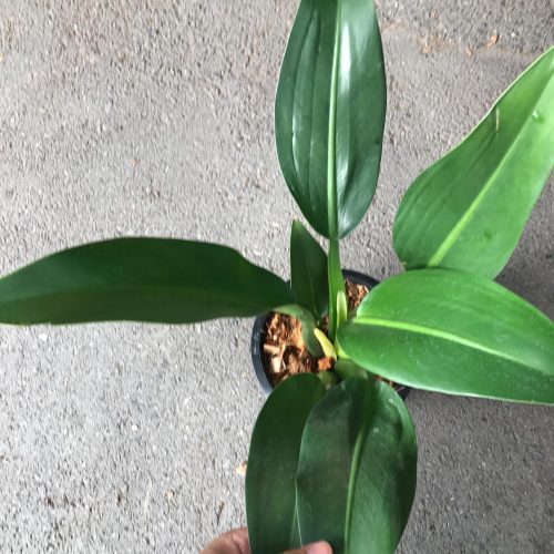 Philodendron Martianum 'Fat Boy' 6" Pot | Rare Aroid | Greenboog