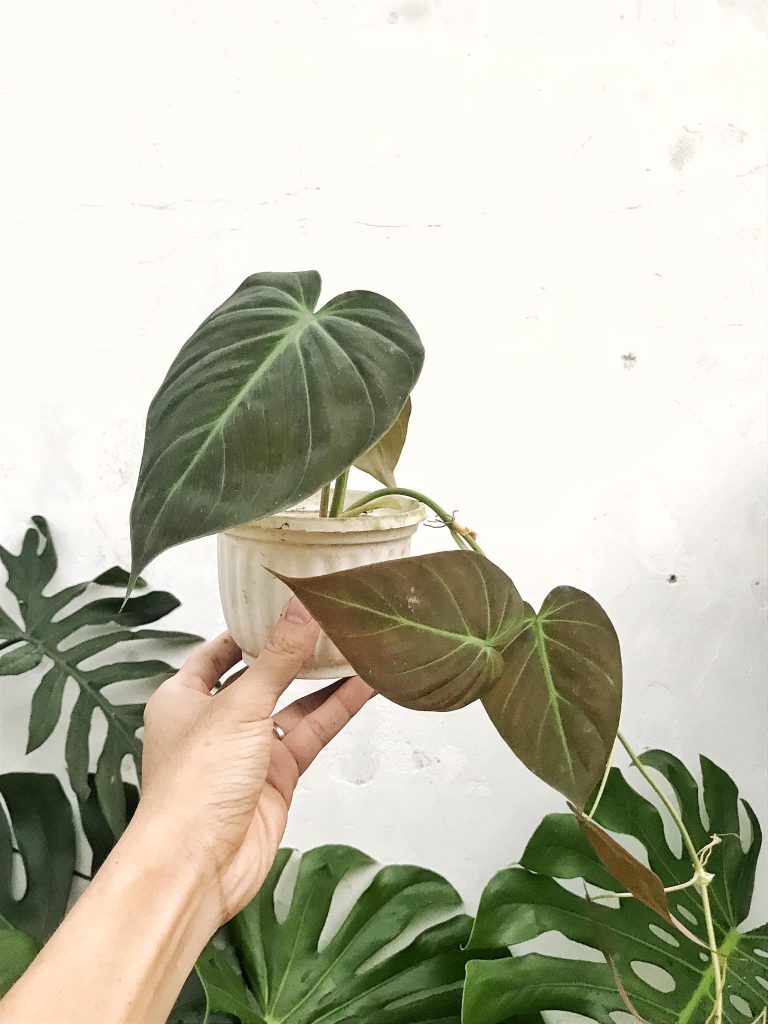6 Common Philodendron Mican Problems and How to Solve Them