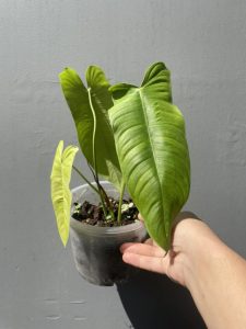 Philodendron Sharoniae Mosquera 5" Pot | Velvet-Leaf Philodendron