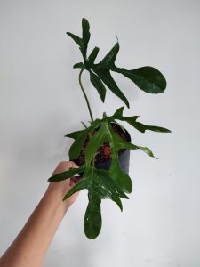 Philodendron Florida Narrow Form 5" Pot | Rare Aroid | Greenboog