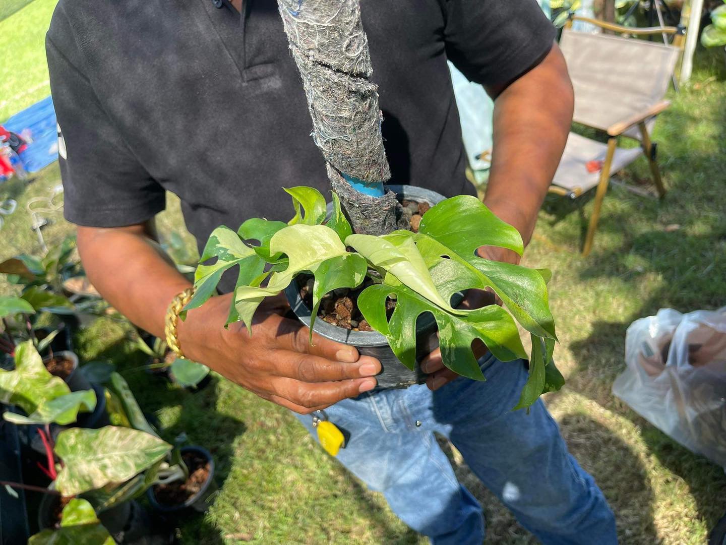 Unlock Variegation Secrets What Makes Plants Unique 