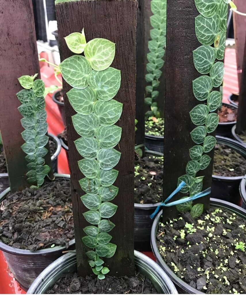 Discover the Fascinating World of Rhaphidophora Varieties