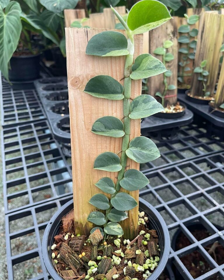 Discover the Fascinating World of Rhaphidophora Varieties