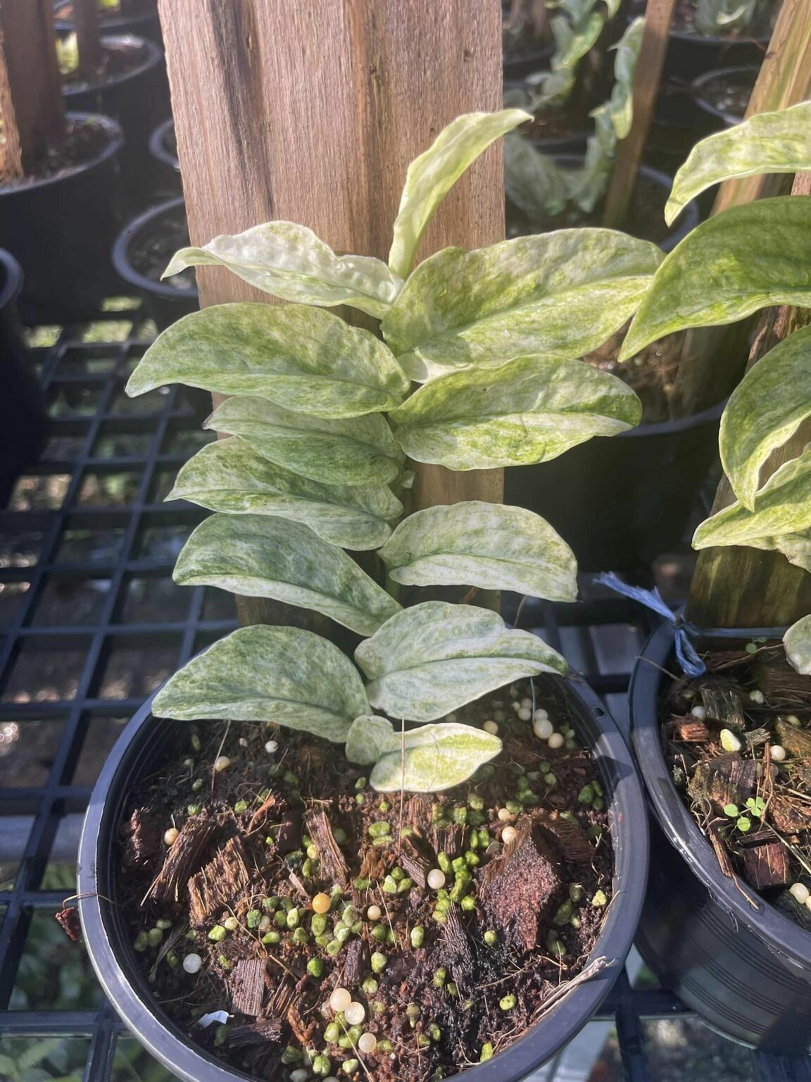 Rhaphidophora Korthalsii Variegated | 5" Pot | Greenboog