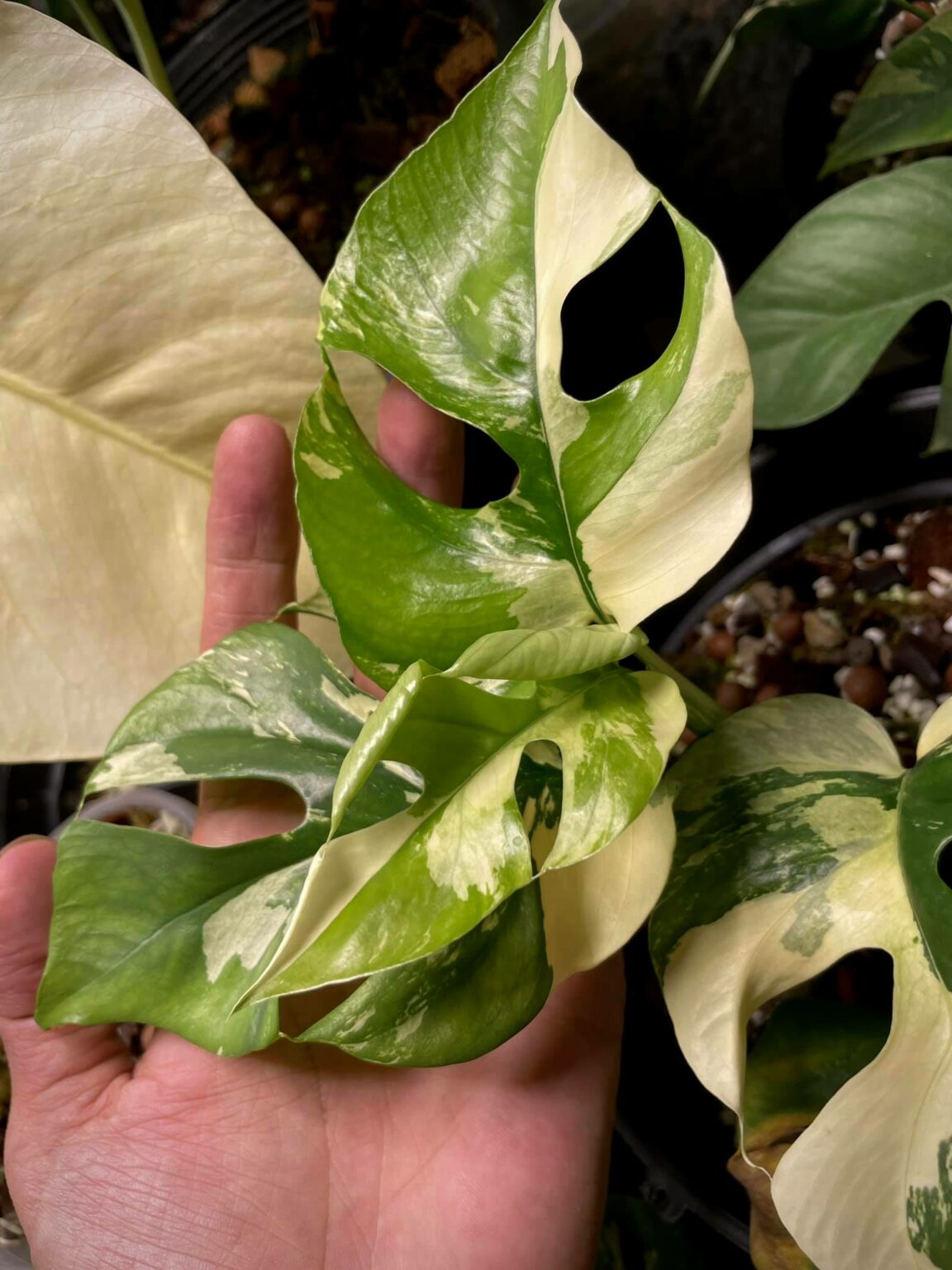 Aroids Plants List Exploring the Fascinating World of Rare Aroids