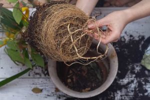 Is Root Boundness Beneficial for Swiss Cheese Plants? - BotGarden