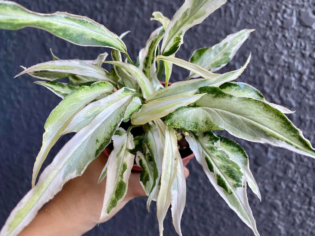 Nurturing Your Syngonium Starlite Variegated: A How-To Guide