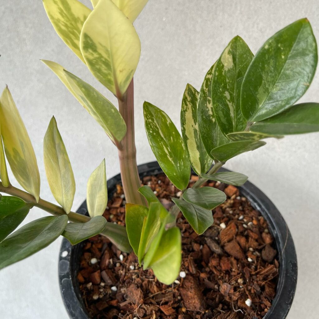 Zamioculcas Zamiifolia Variegated 5" from Thailand Priced from Only $34