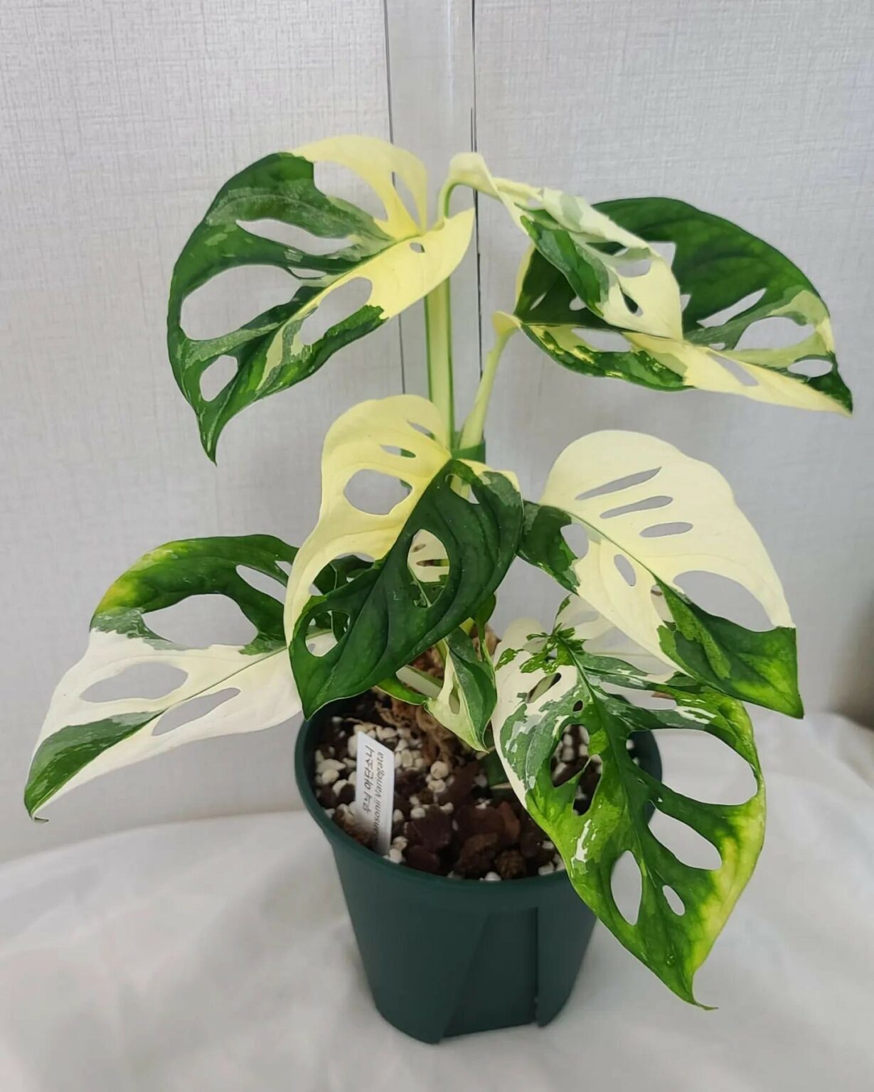10 Essential Tips for Thriving Monstera Adansonii White Variegated