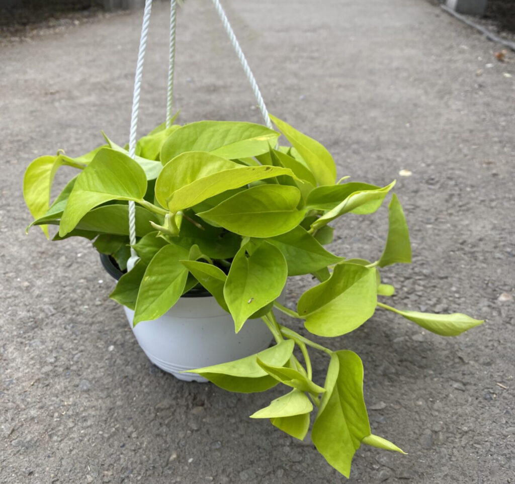 Epipremnum Aureum 'Neon' (Neon Pothos) 5" | Easy-Care | Greenboog