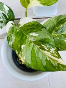 Epipremnum Pinnatum Albo Variegated: Ultimate Care Guide