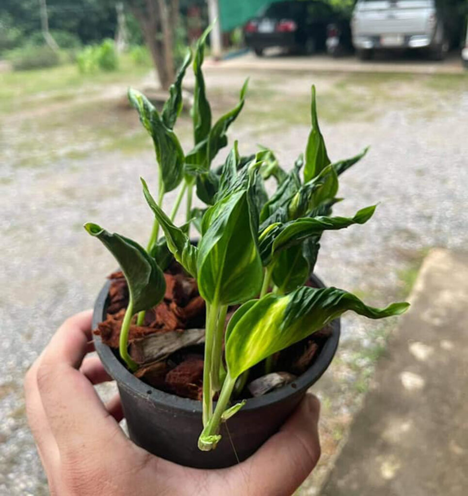 Mastering the Care of Golden Pothos | Epipremnum shangri la aurea