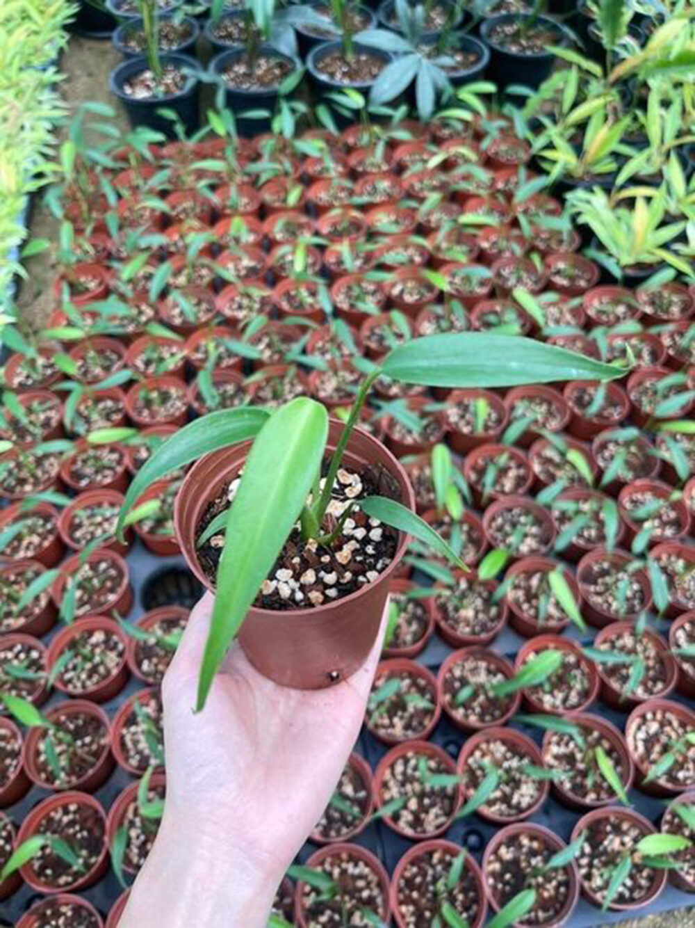 Monstera Burle Marx Flame Dilacerata from Thailand 4" Pot On Sale