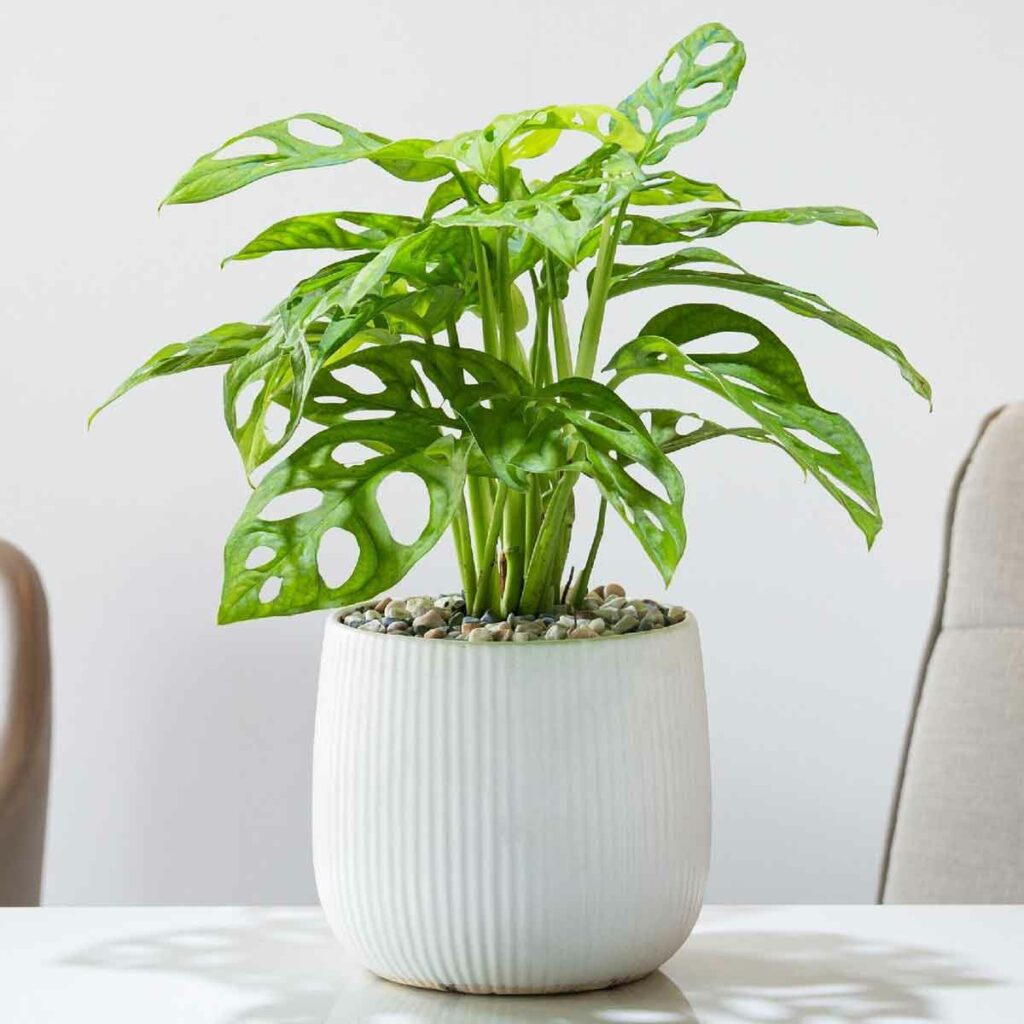 5 Essential Tips for Caring for Your Monstera Adansonii Plant - Greenboog