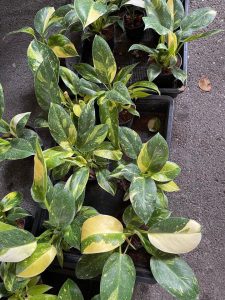 6 Rare Features of Philodendron Green Congo Variegated