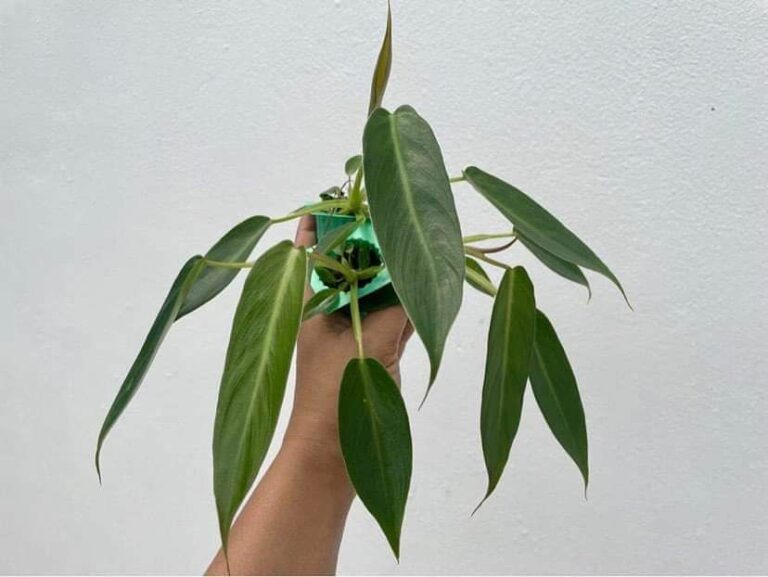 The Ultimate Guide to Growing and Caring for Philodendron Spiritus-Sancti