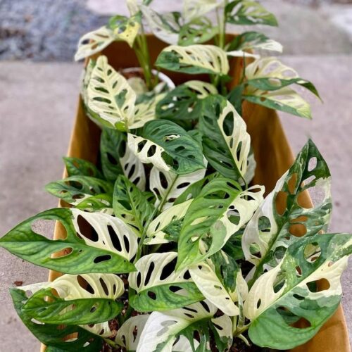 10 Essential Tips for Thriving Monstera Adansonii White Variegated