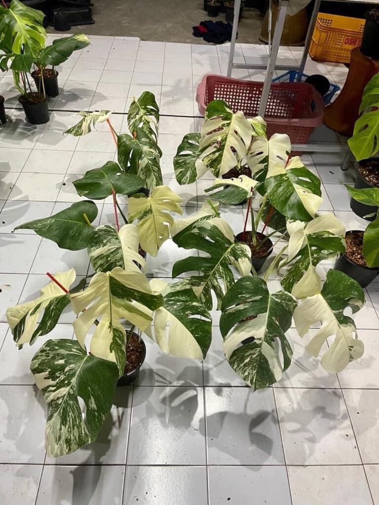 Monstera Borsigiana Albo Variegata (6" Pot) Rare Houseplant | Greenboog