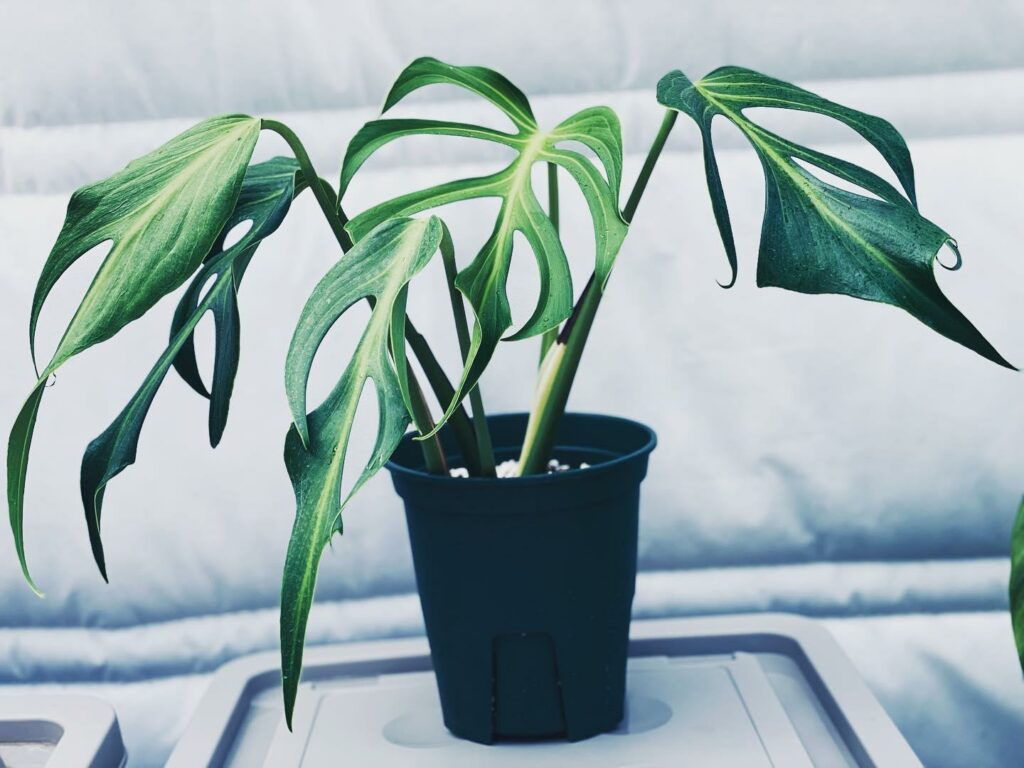 5 Secrets of the Rare Monstera Burle Marx Flame: Unveil Them!