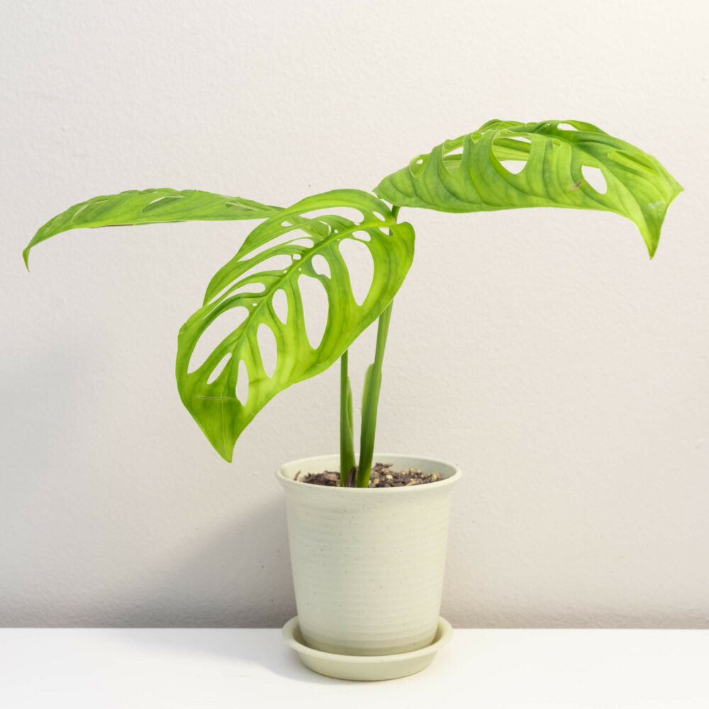 5 Stunning Facts About Monstera Esqueleto: Transform Your Home Today!