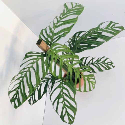 5 Stunning Facts About Monstera Esqueleto: Transform Your Home Today!